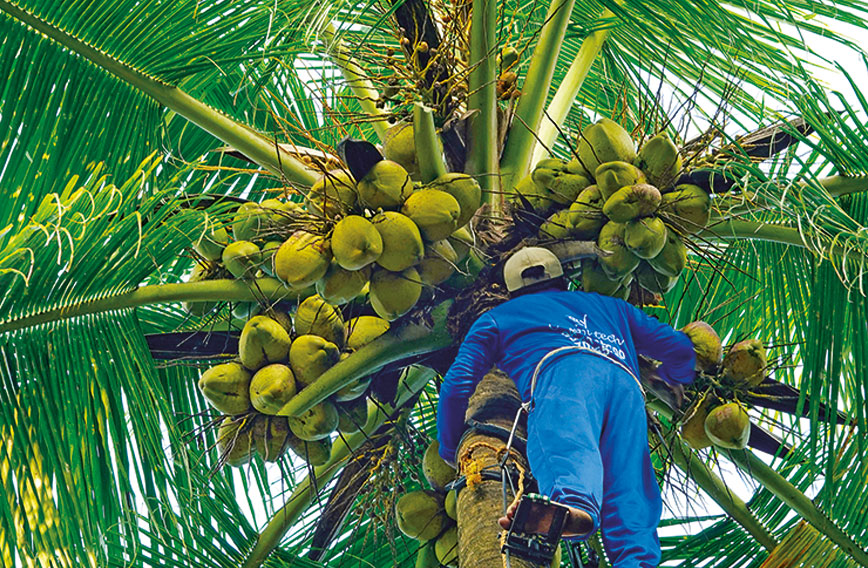 People Climbing Coconut Trees